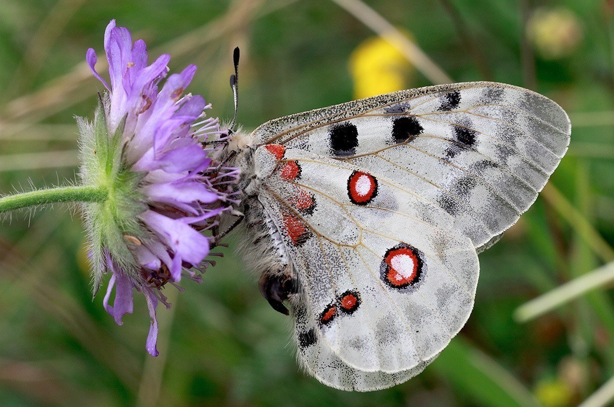 Roter Apollofalter (Parnassius apollo) : lepidopedia